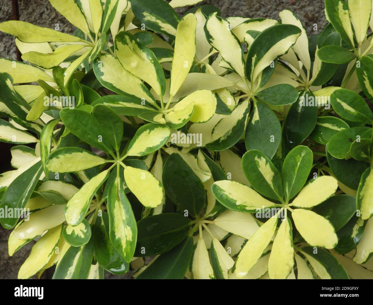 Schefflera blossom hi-res stock photography and images - Alamy