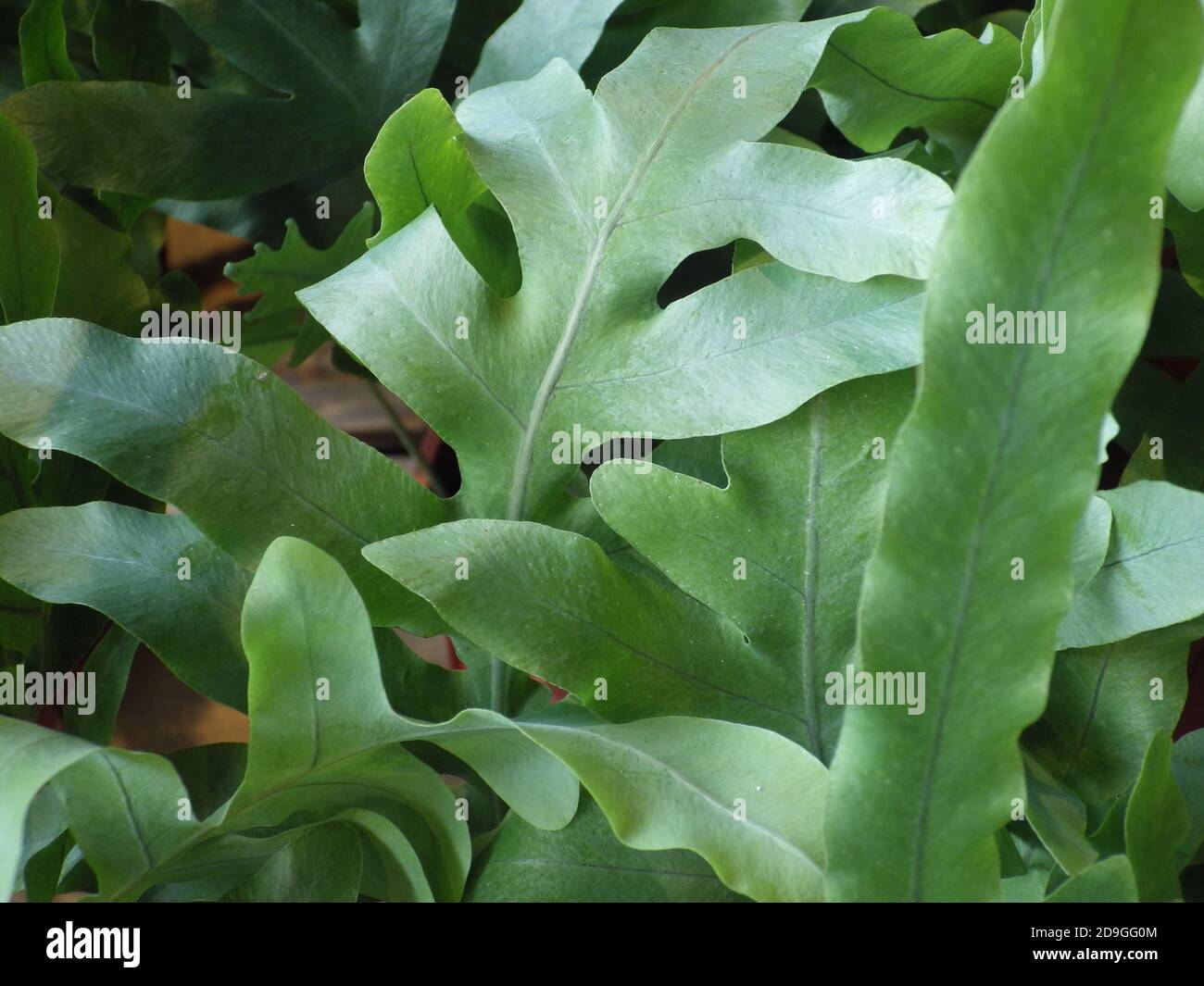 Phlebodium aureum hi-res stock photography and images - Alamy