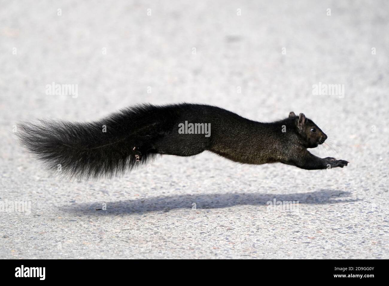 Black Squirrel eating and running Stock Photo - Alamy