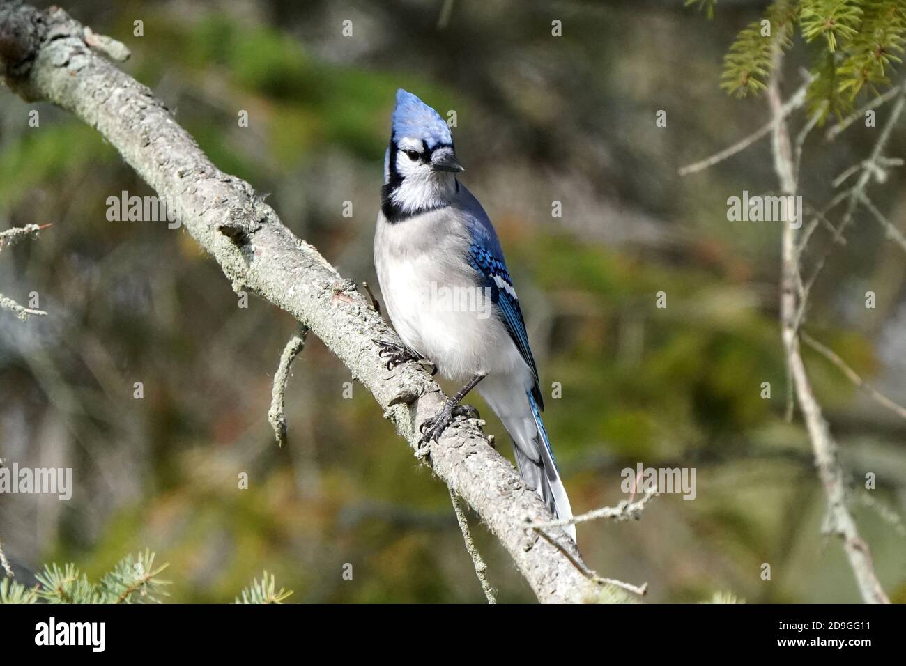 Blue Jays in the wild Stock Photo - Alamy
