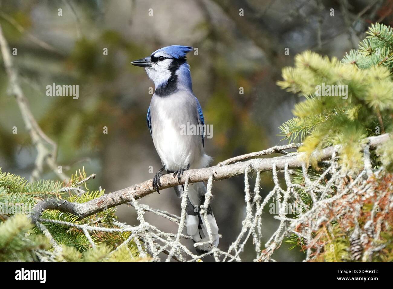 Blue Jays in the wild Stock Photo - Alamy