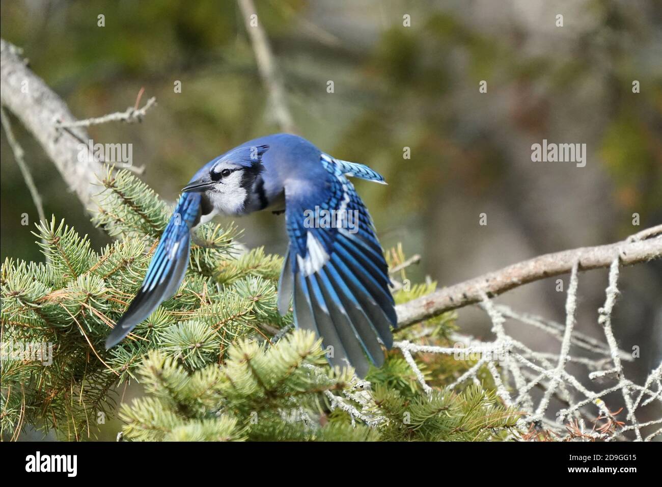 Blue Jays in the wild Stock Photo - Alamy