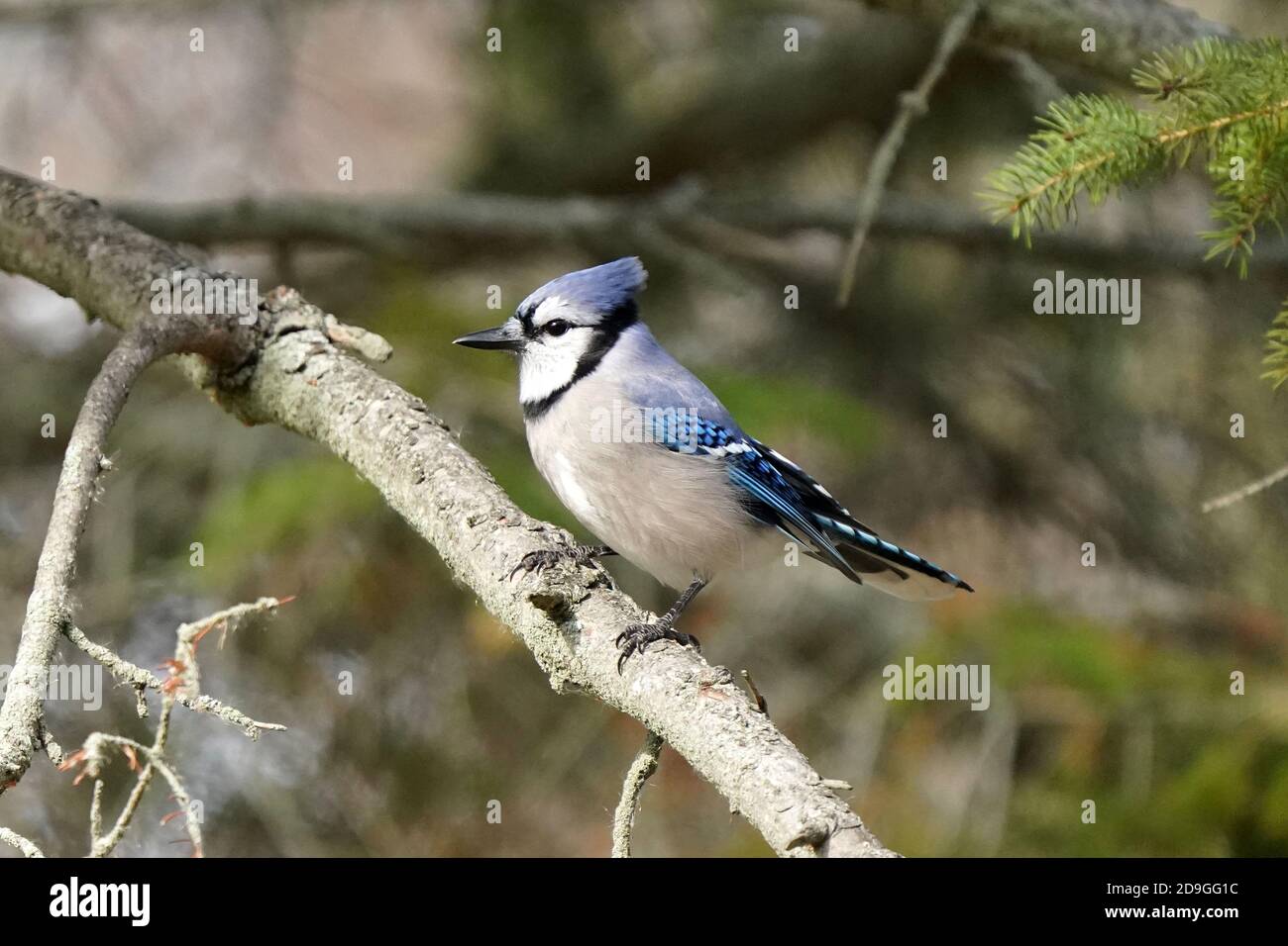 Blue Jays in the wild Stock Photo - Alamy