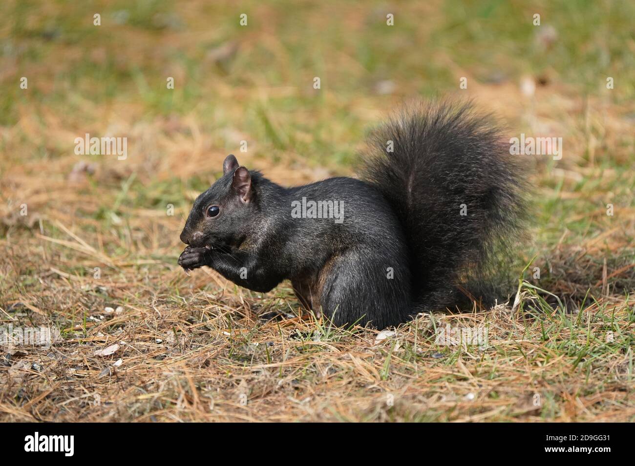 Black Squirrel eating and running Stock Photo - Alamy
