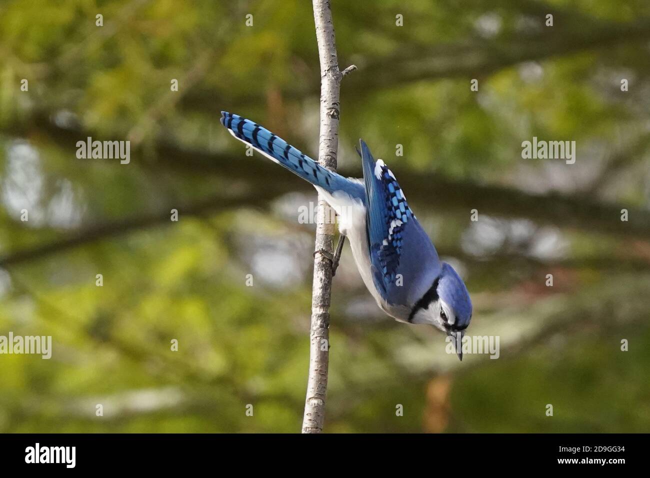 Blue Jays in the wild Stock Photo - Alamy
