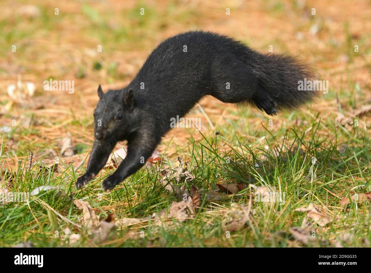 Fast moving squirrel hi-res stock photography and images - Alamy