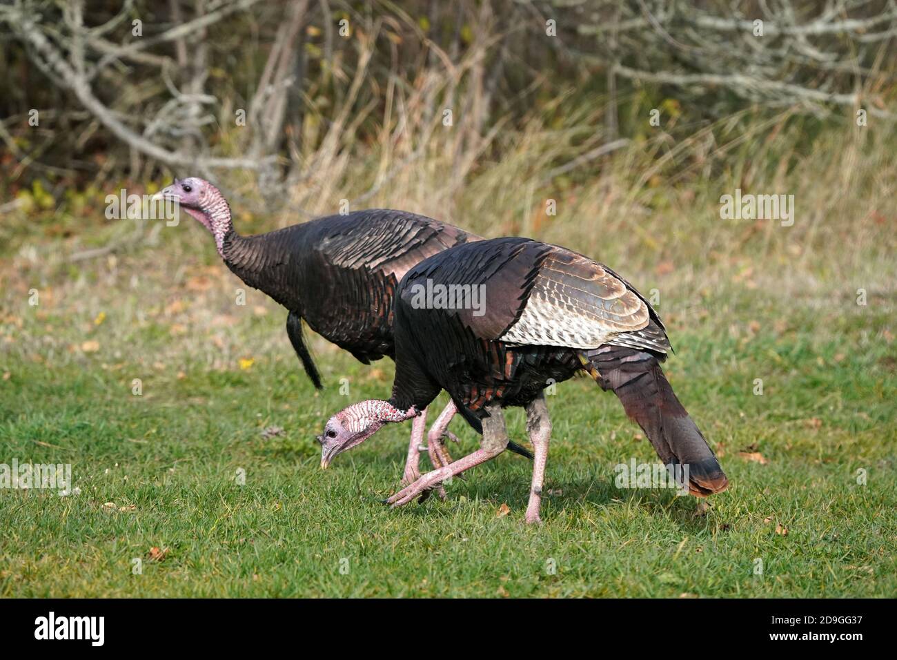 Wild turkey hens feeding and flapping Stock Photo - Alamy