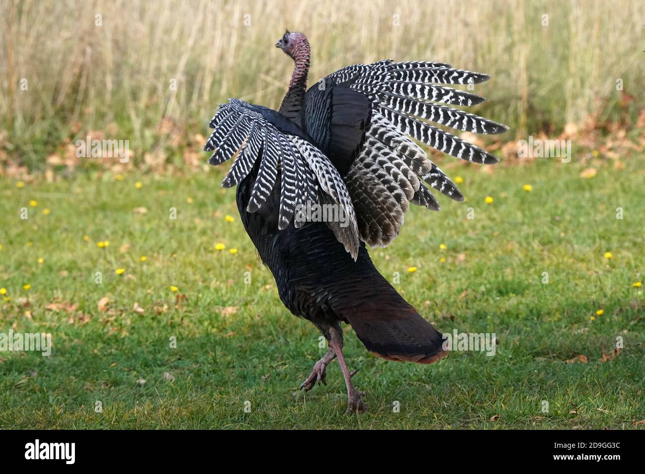 Wild turkey hens feeding and flapping Stock Photo - Alamy