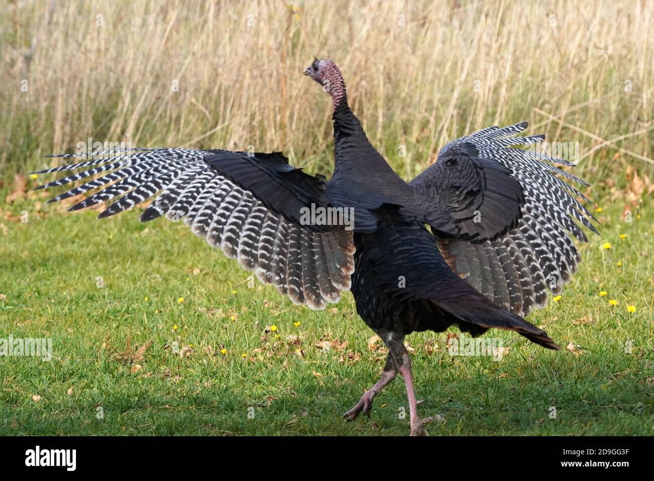 Wild turkey hens feeding and flapping Stock Photo - Alamy