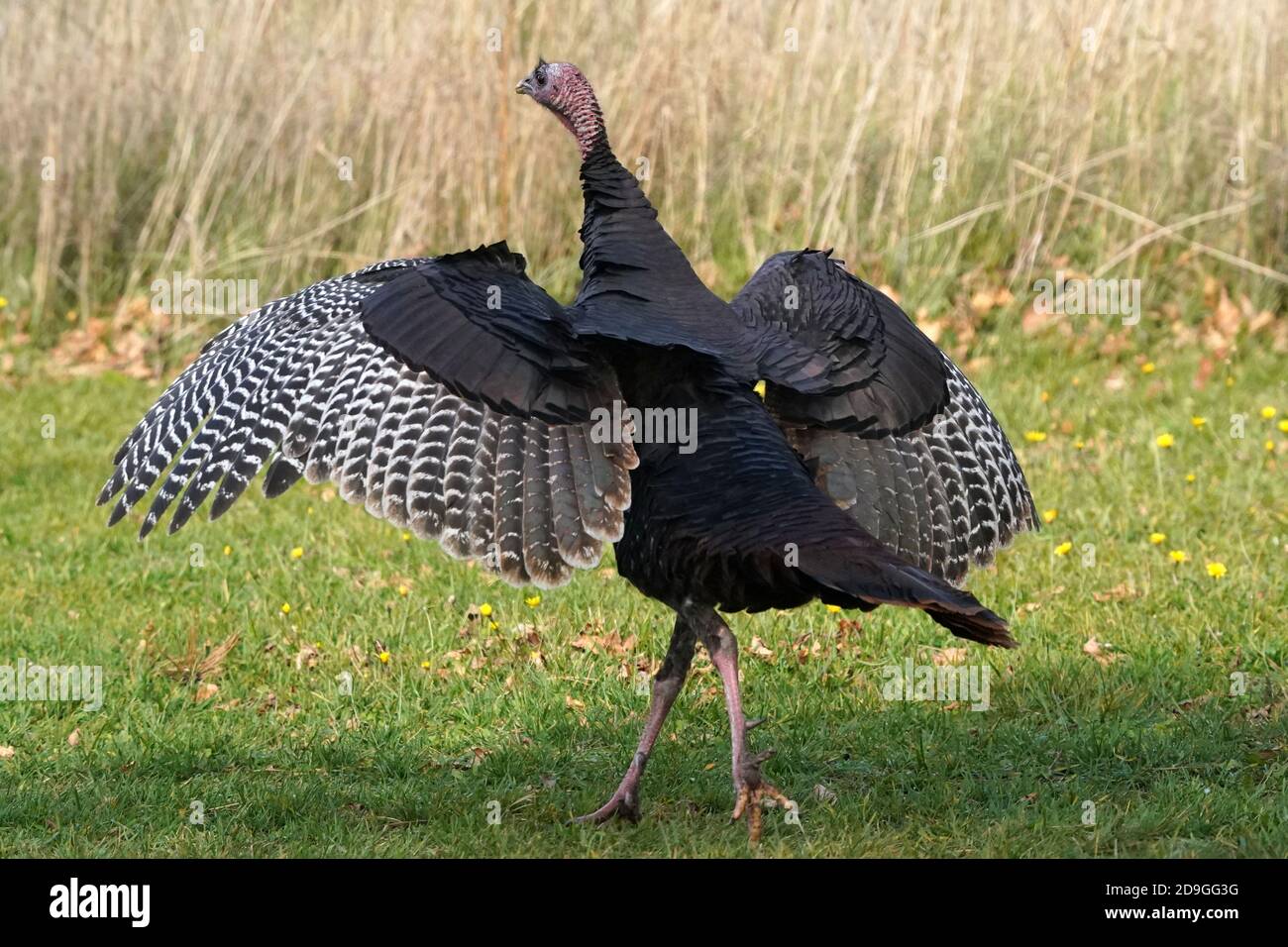 Wild turkey hens feeding and flapping Stock Photo - Alamy