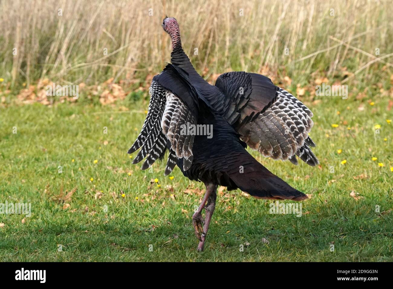 Wild turkey hens feeding and flapping Stock Photo - Alamy
