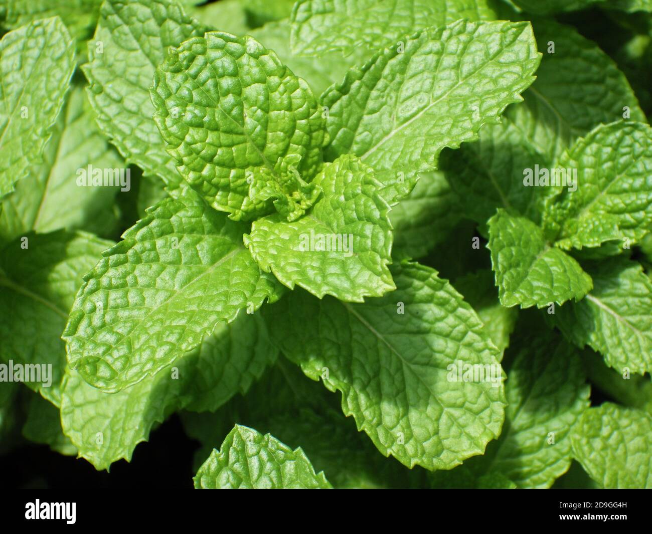 Close up shot of the green peppermint Stock Photo - Alamy