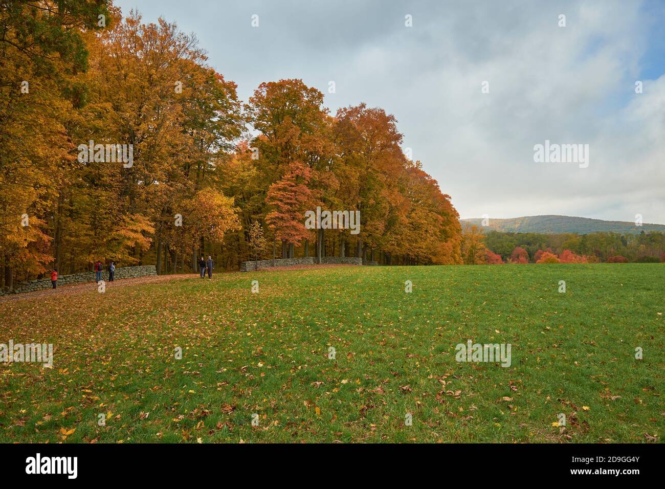 Andy goldsworthy tree hi-res stock photography and images - Alamy