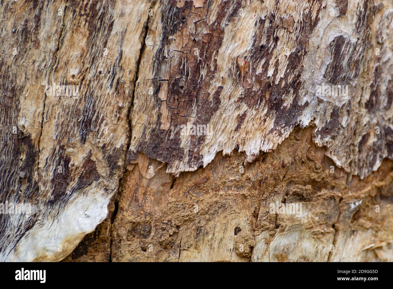 rustic wood background. Tree trunk Stock Photo - Alamy