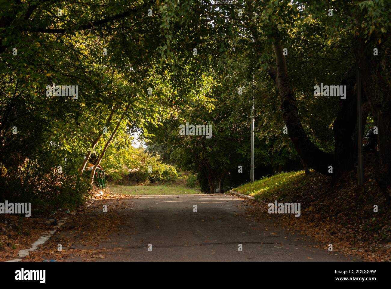 Road through the trees under the shadow at daytime Stock Photo - Alamy