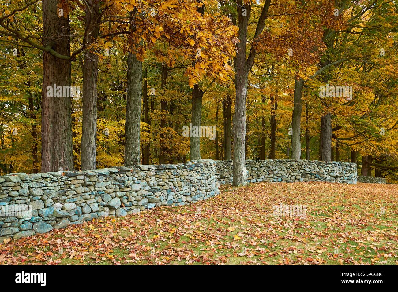 Andy goldsworthy tree hi-res stock photography and images - Alamy