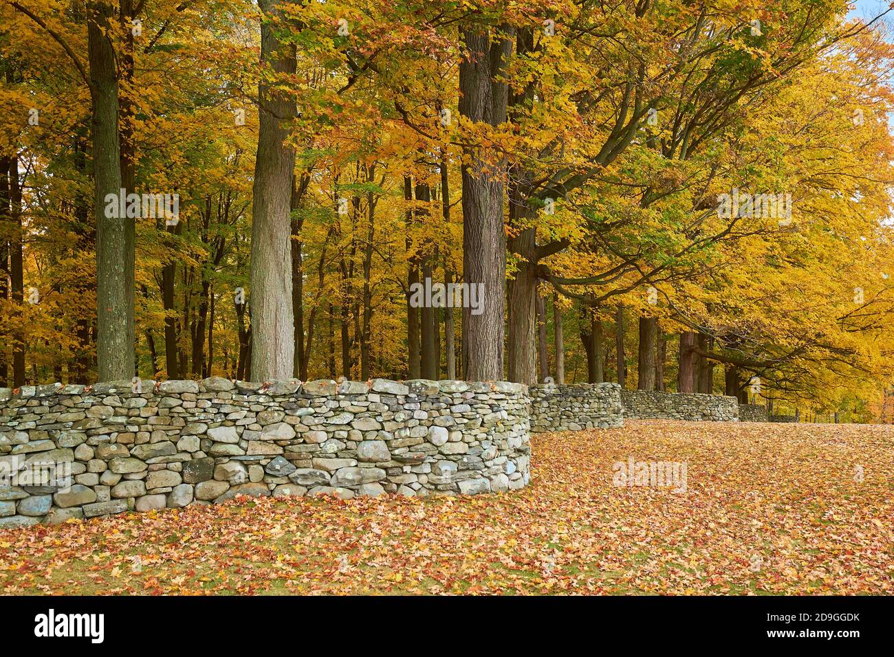 Andy Goldsworthy's rock Wall meanders through a line of trees. During ...