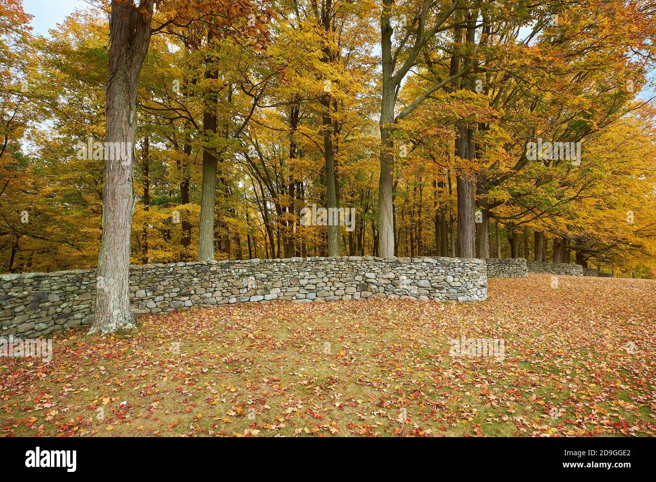 Andy Goldsworthy Trees