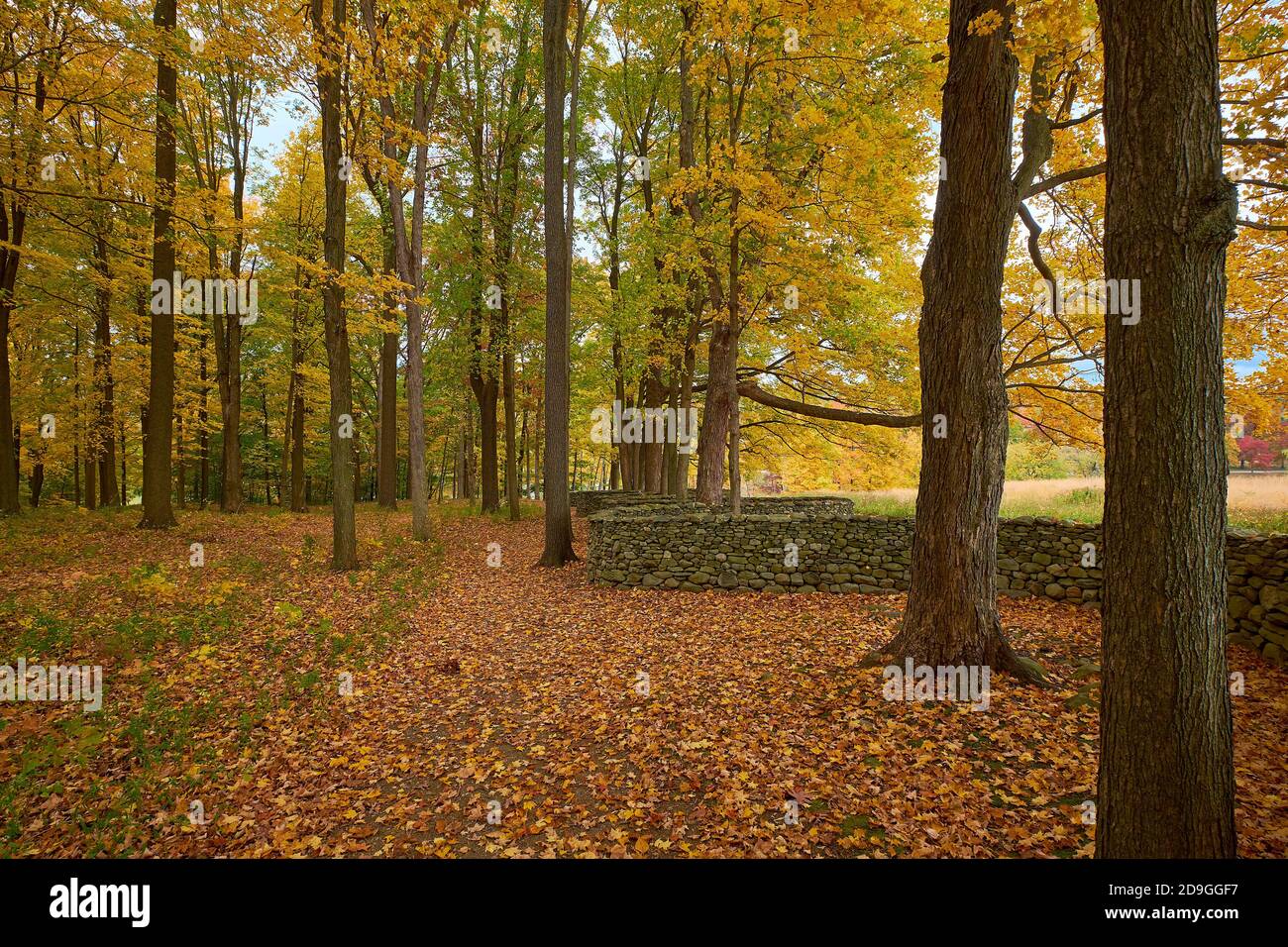 Andy Goldsworthy's rock Wall meanders through a line of trees. During ...