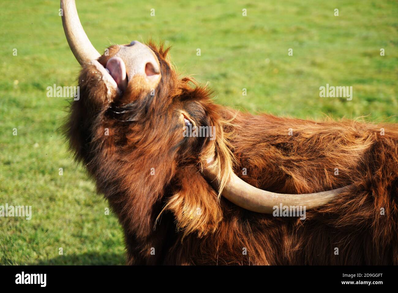 Closeup of a highland cow standing in the middle of the field on a ...