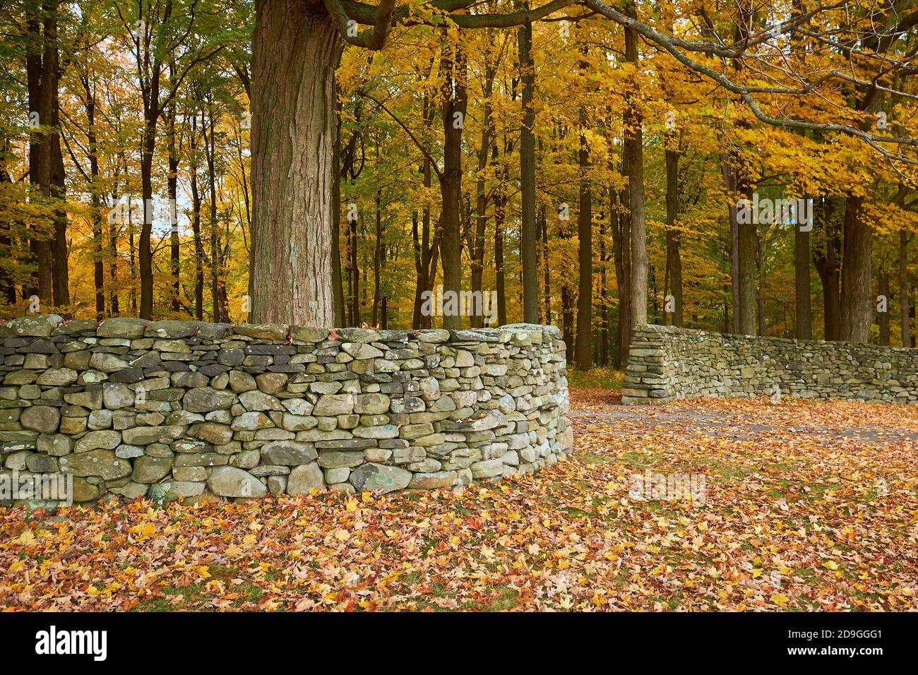 Andy Goldsworthy's rock Wall meanders through a line of trees. During ...