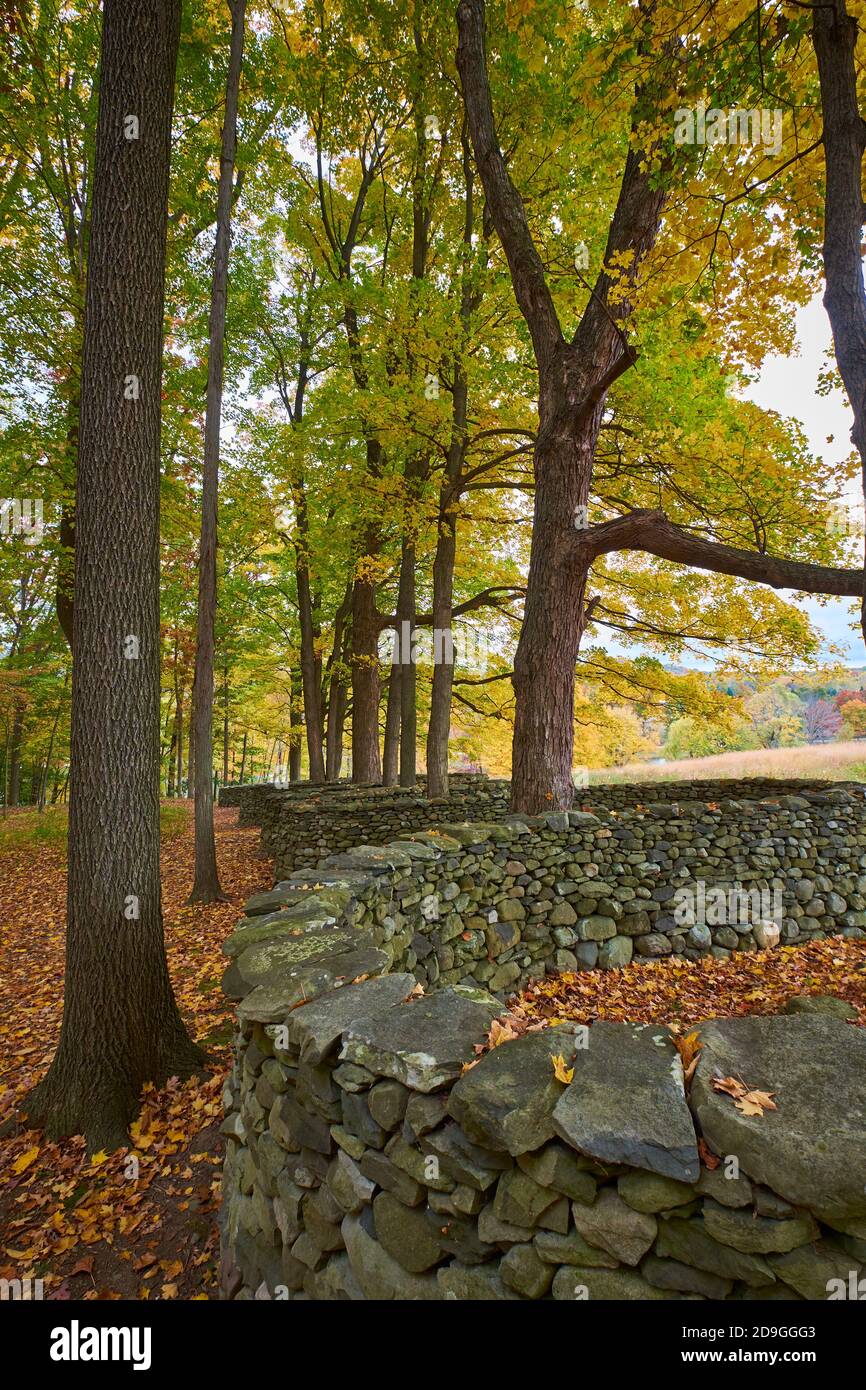 Andy Goldsworthy's rock Wall meanders through a line of trees. During ...