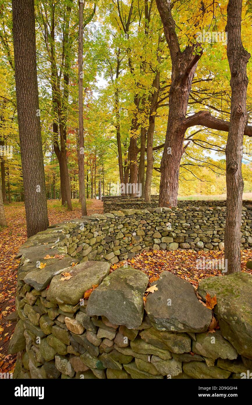 Andy Goldsworthy's rock Wall meanders through a line of trees. During ...