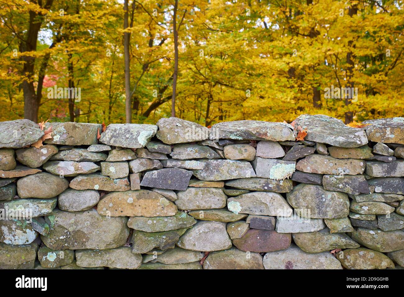 A detail, closeup of Andy Goldsworthy's rock Wall. During autumn, peak ...