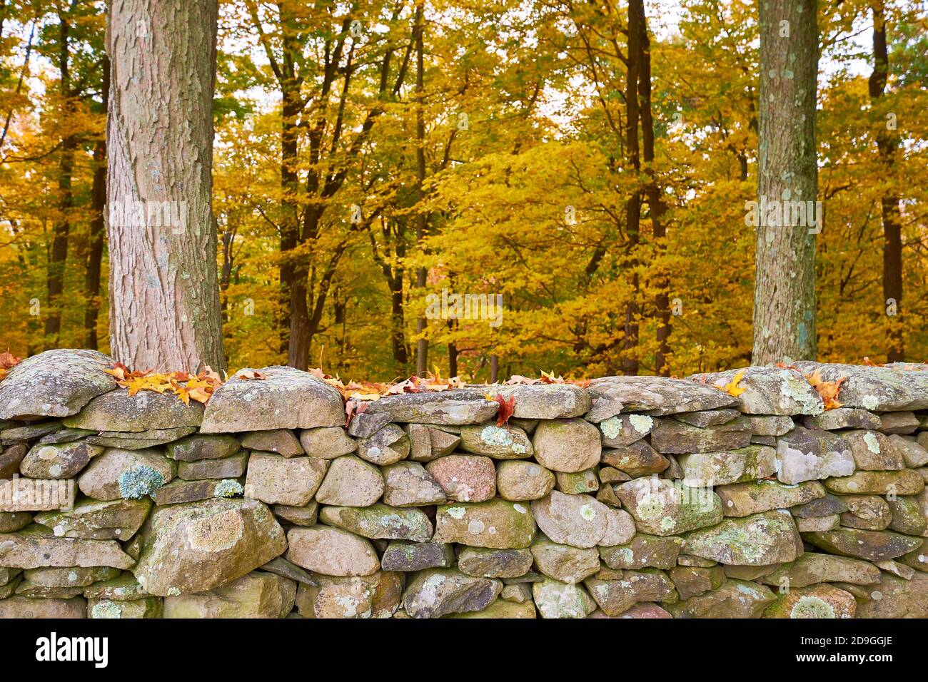 A detail, closeup of Andy Goldsworthy's rock Wall. During autumn, peak ...
