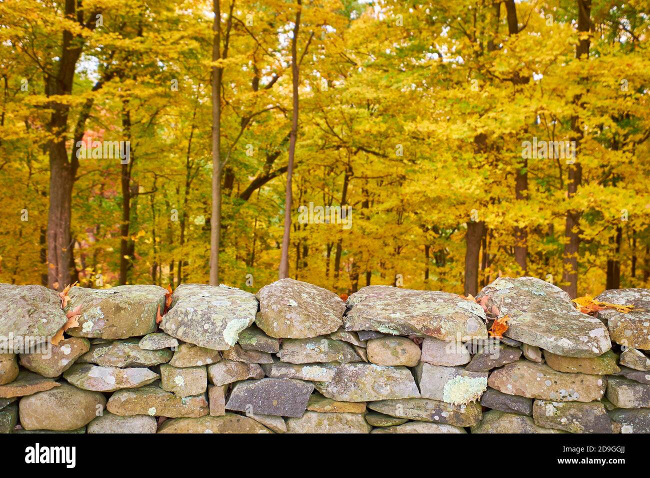 A detail, closeup of Andy Goldsworthy's rock Wall. During autumn, peak ...