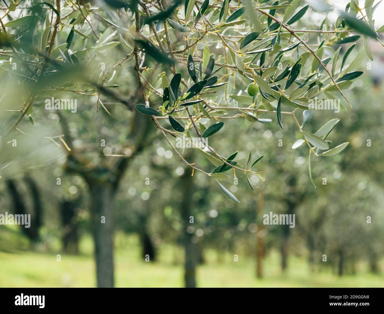 Alone green olive on the olive tree branch with unfocused blurred ...