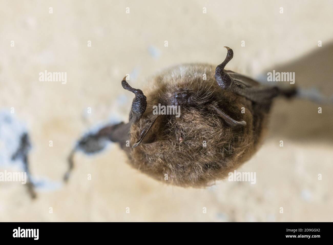 Whiskered bat (Myotis mystacinus) hibernating on ceiling of underground ...