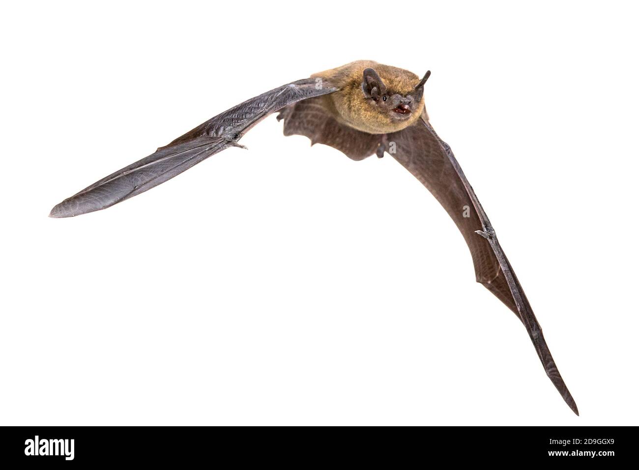 Flying Pipistrelle bat (Pipistrellus pipistrellus) action shot of ...