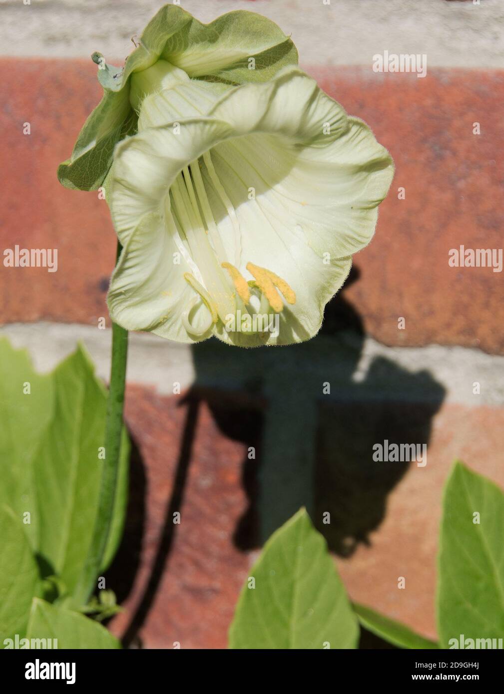 Cobea High Resolution Stock Photography and Images - Alamy