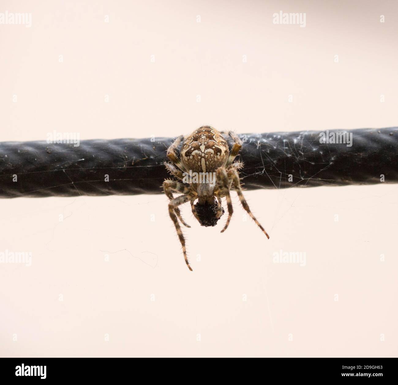 Colorful spider hi-res stock photography and images - Alamy