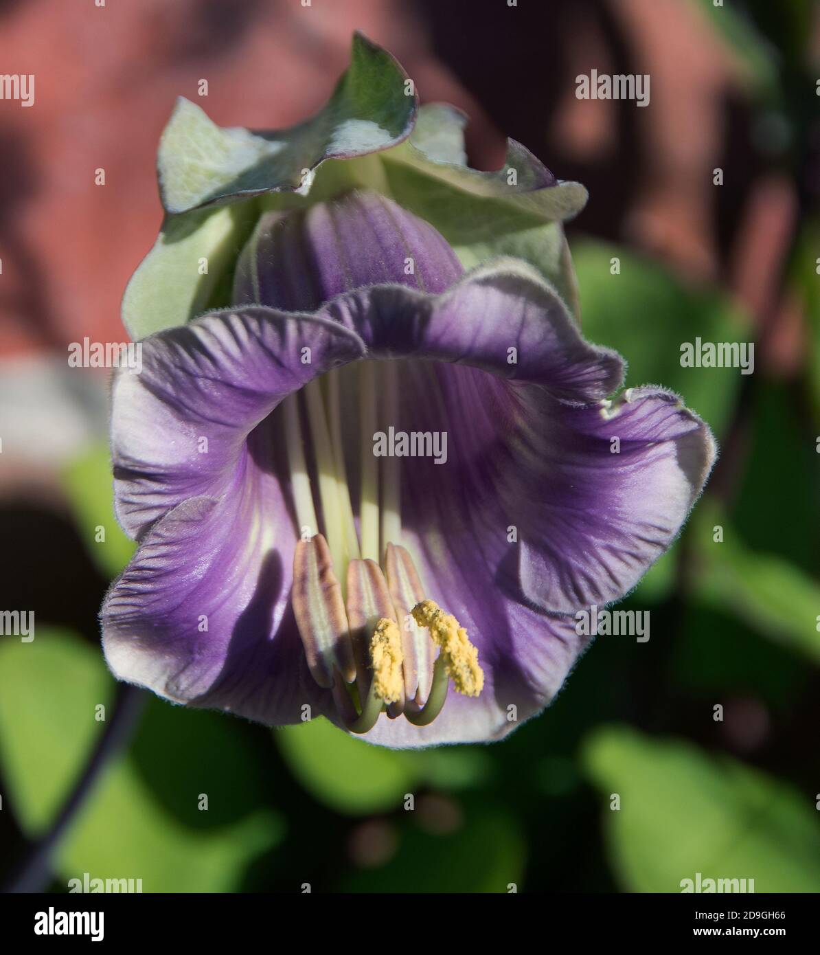 Cobea scandens hi-res stock photography and images - Alamy