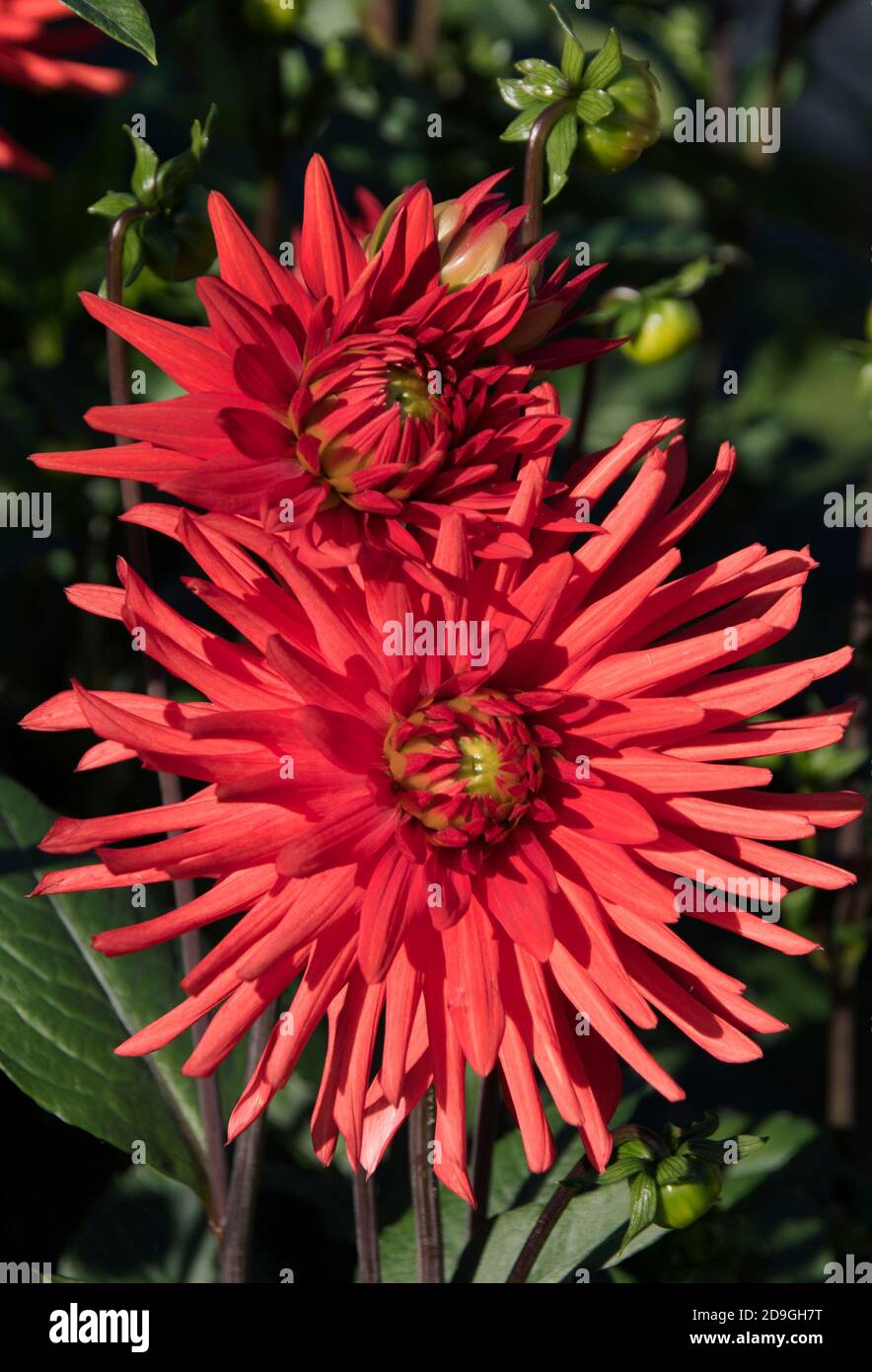 Bright red cactus dahlias Stock Photo - Alamy