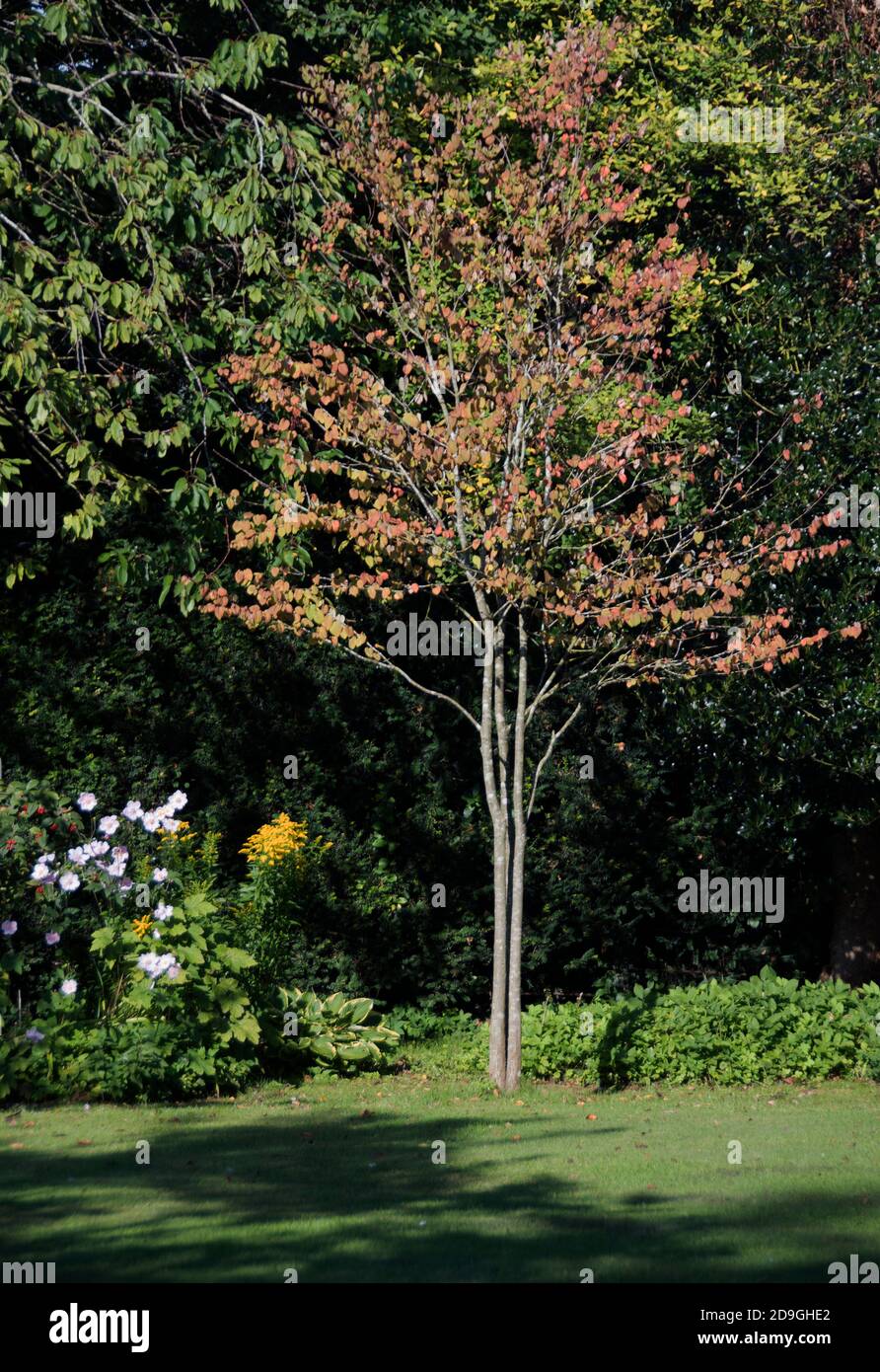 Ideal tree for small garden hi-res stock photography and images - Alamy