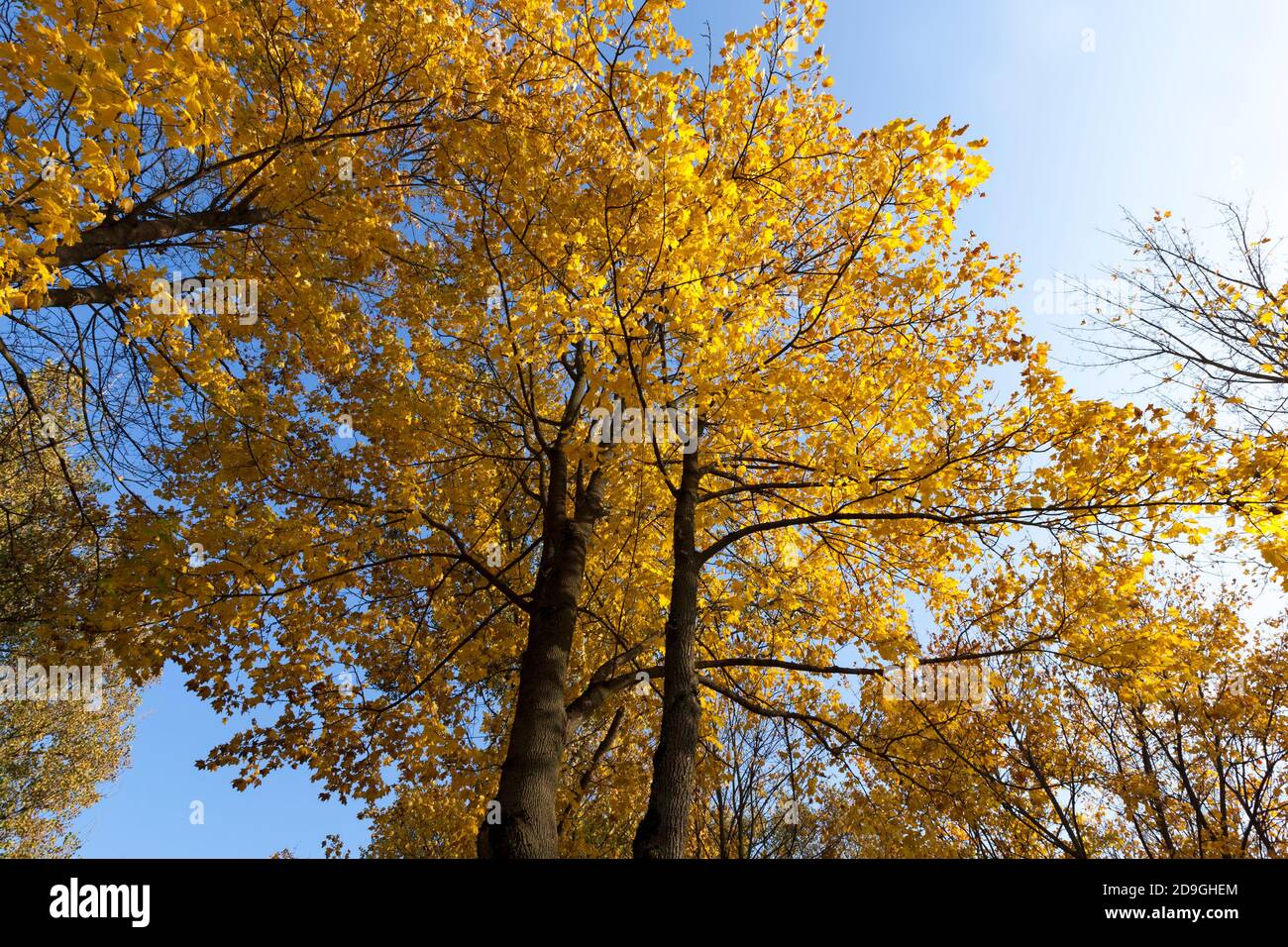 changing the color of maple in the autumn season Stock Photo - Alamy