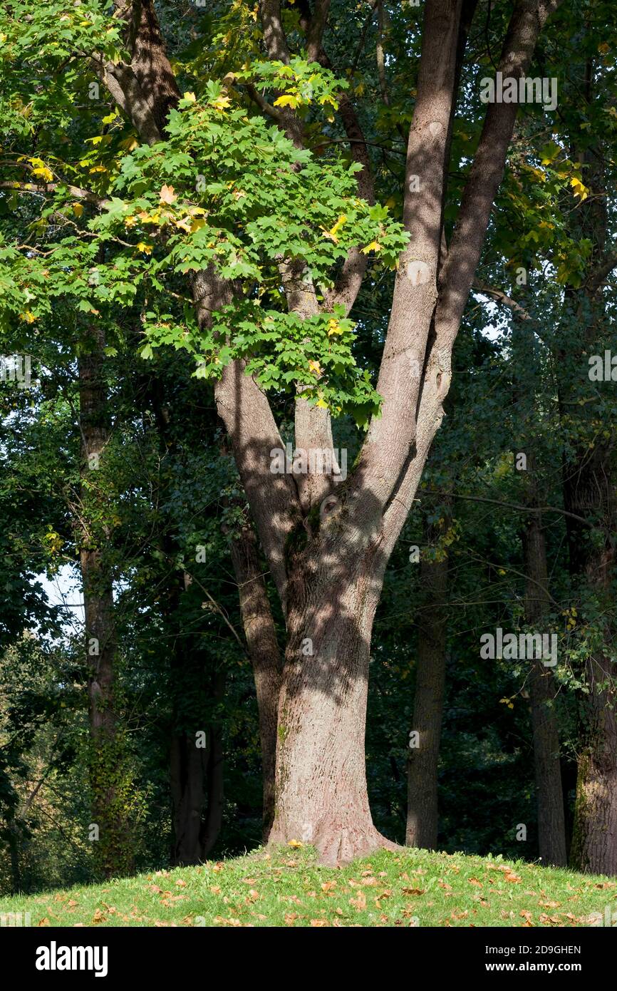 changing the color of maple in the autumn season Stock Photo - Alamy