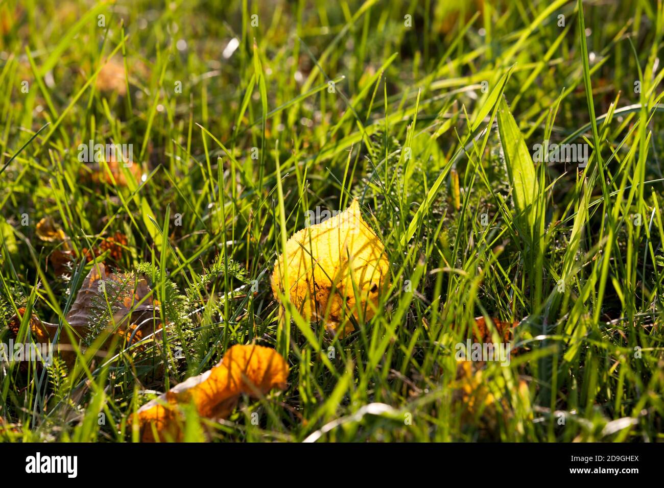 deciduous trees in the autumn season Stock Photo - Alamy