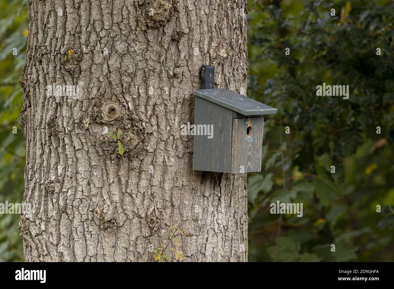 Bird house on tree in garden Stock Photo - Alamy