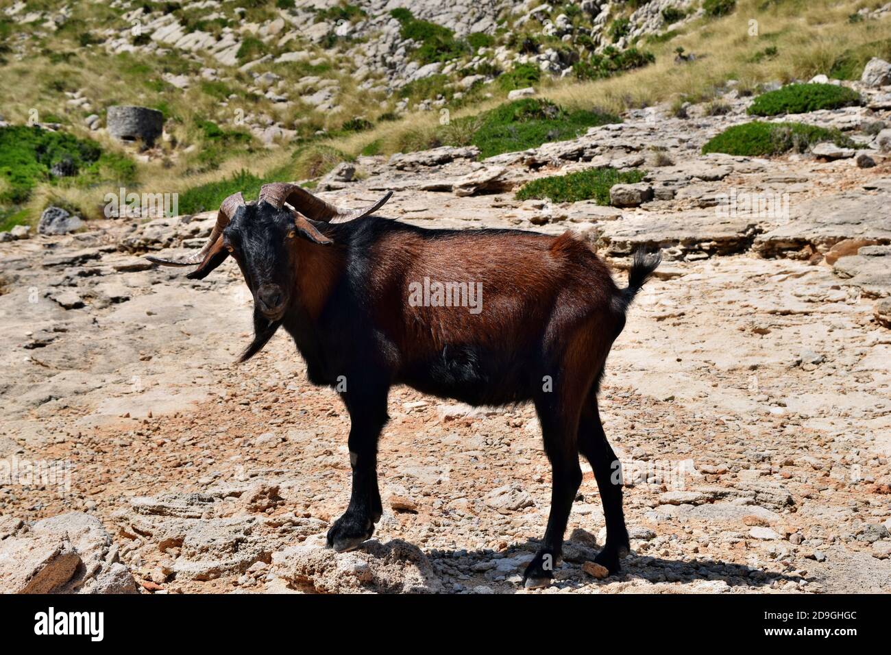 Wild tamed goat is looking and walking on the hill in Formentor ...