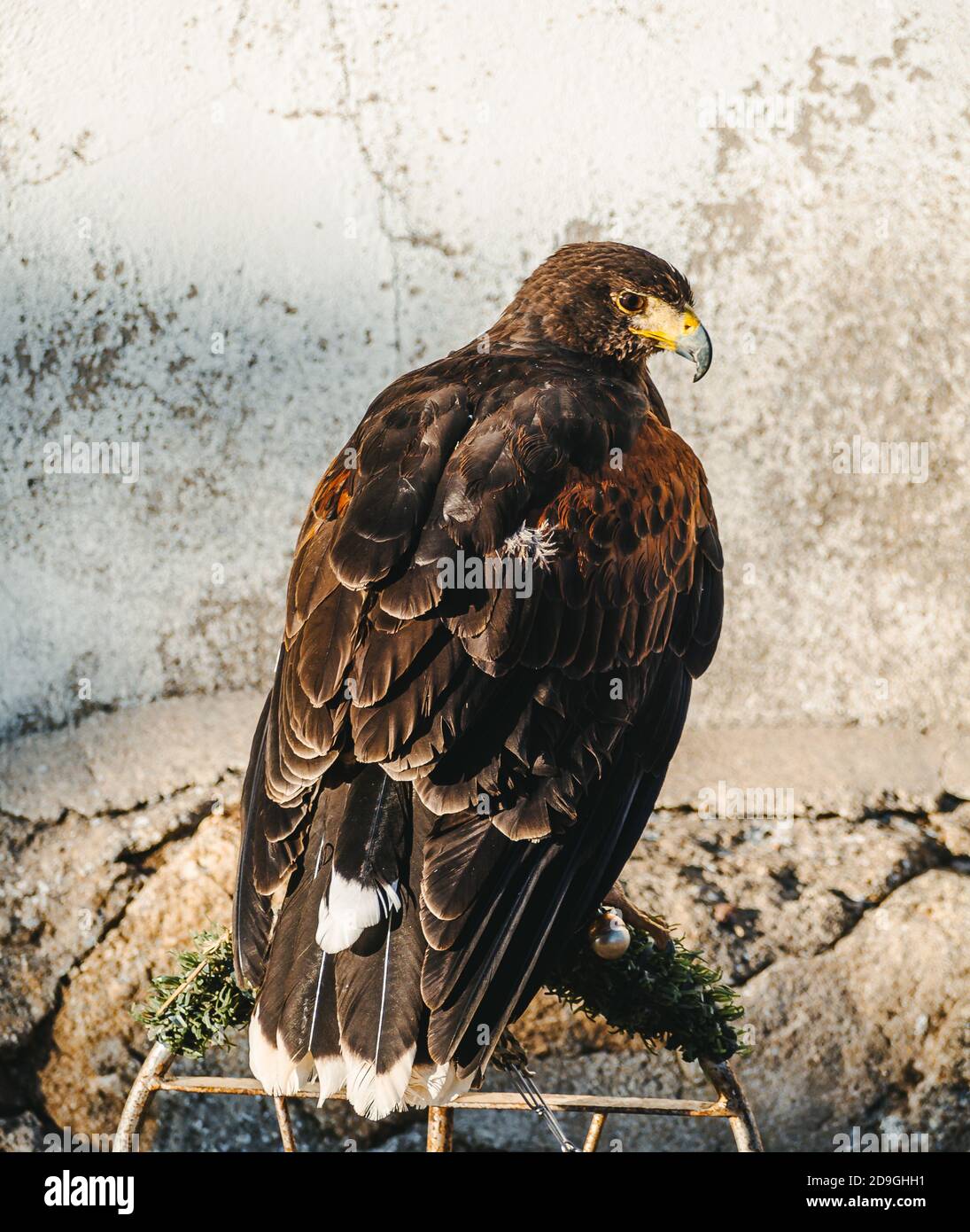 Vertical shot of a Golden eagle perched on the green branch Stock Photo ...