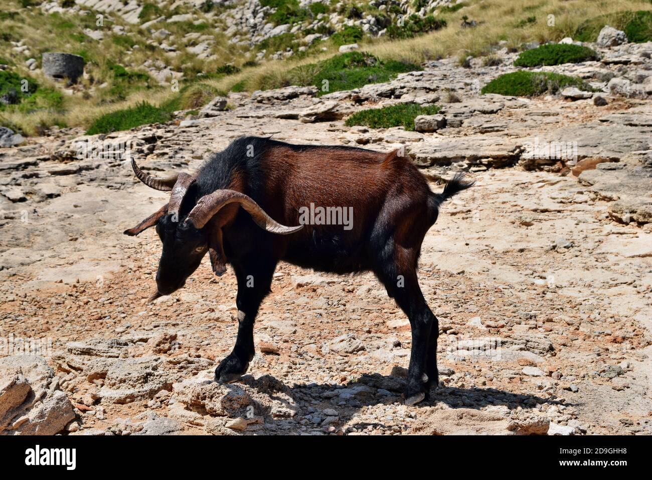 Wild tamed goat is looking and walking on the hill in Formentor ...