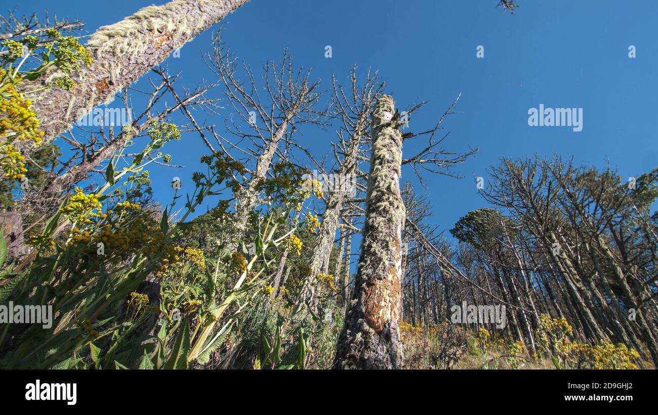 Low angle shot of trees in the forest under a blue sky Stock Photo - Alamy