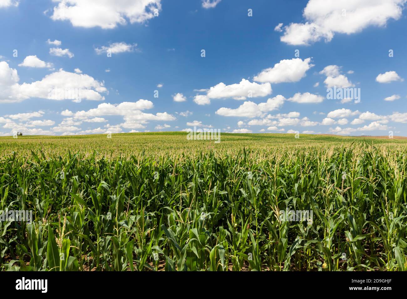 long rows of green corn sprouts in spring or summer Stock Photo - Alamy