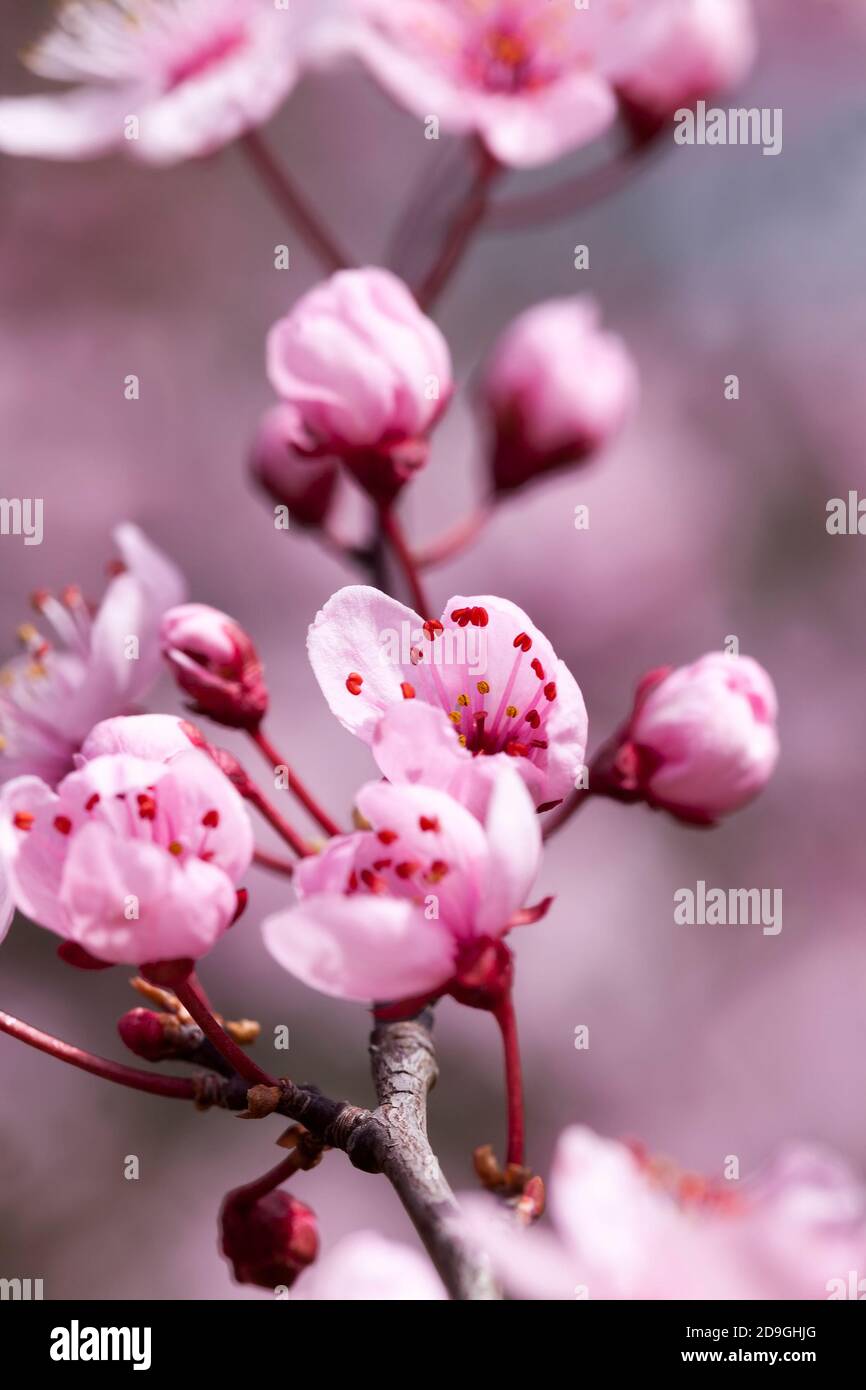Blooming cherrytree hi-res stock photography and images - Alamy