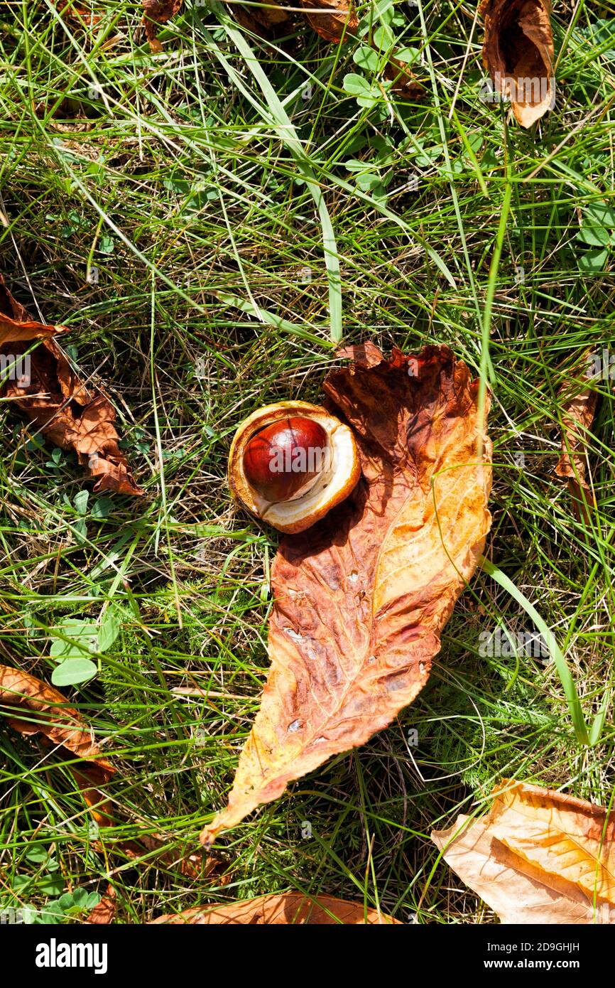 deciduous trees chestnut in the forest Stock Photo - Alamy