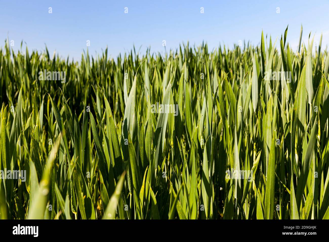 Rye import hi-res stock photography and images - Alamy